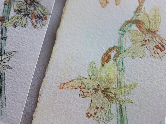 Original Drypoint Prints – amorbotanicalart