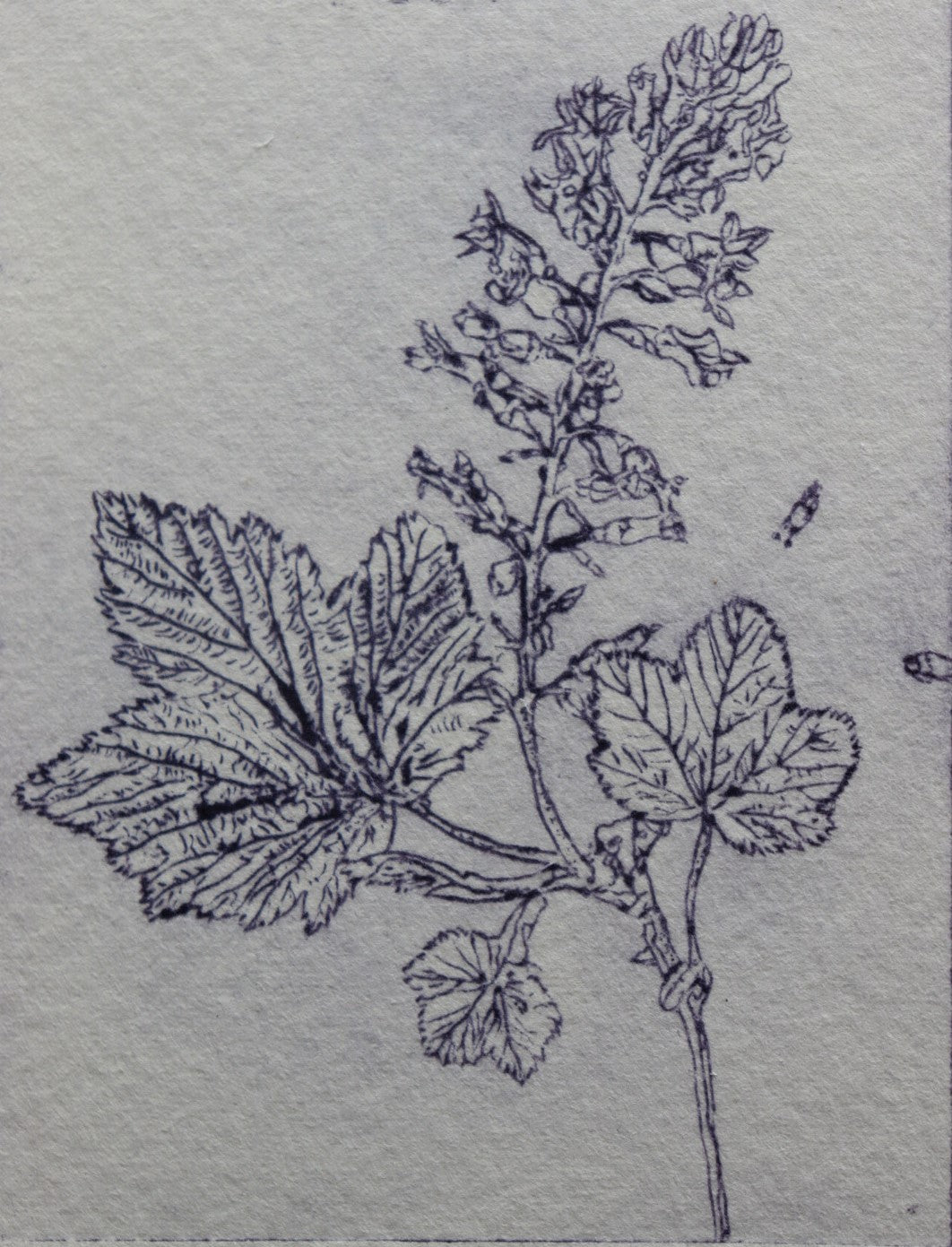 Original Drypoint Prints – amorbotanicalart
